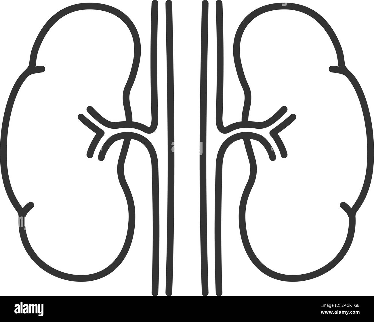 Human kidneys linear icon. Thin line illustration. Urinary system ...