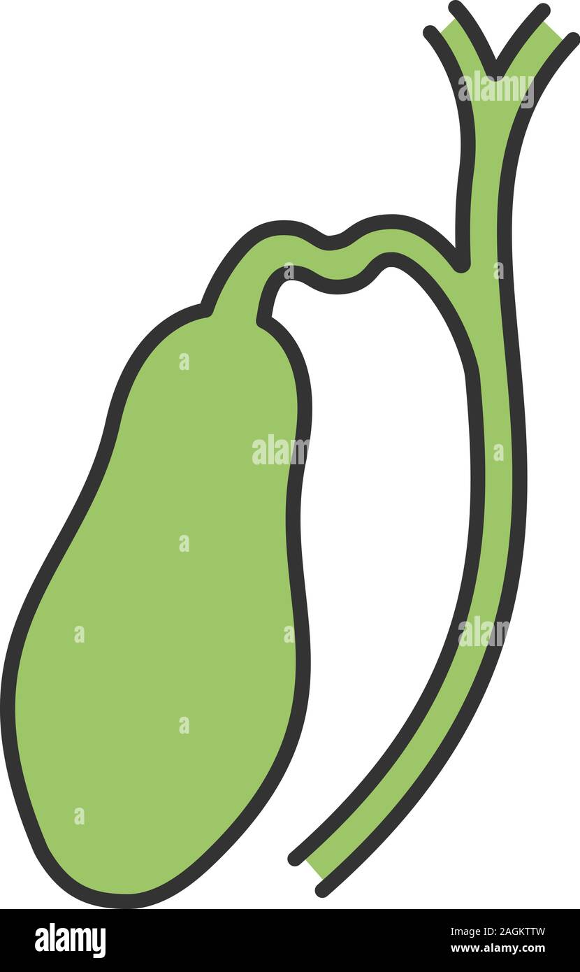 Gallbladder and ducts color icon. Isolated vector illustration Stock ...