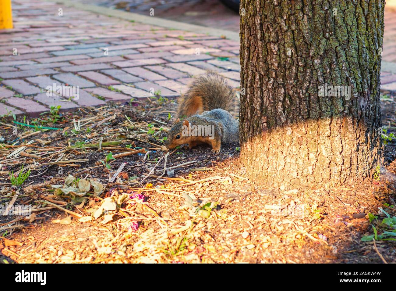 A foraging fox squirrel—Sciurus niger—also known as the eastern fox ...