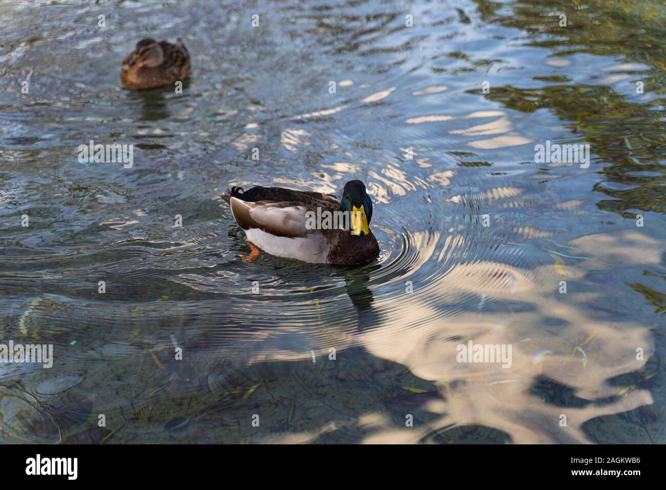 Sunset river duck hi-res stock photography and images - Alamy