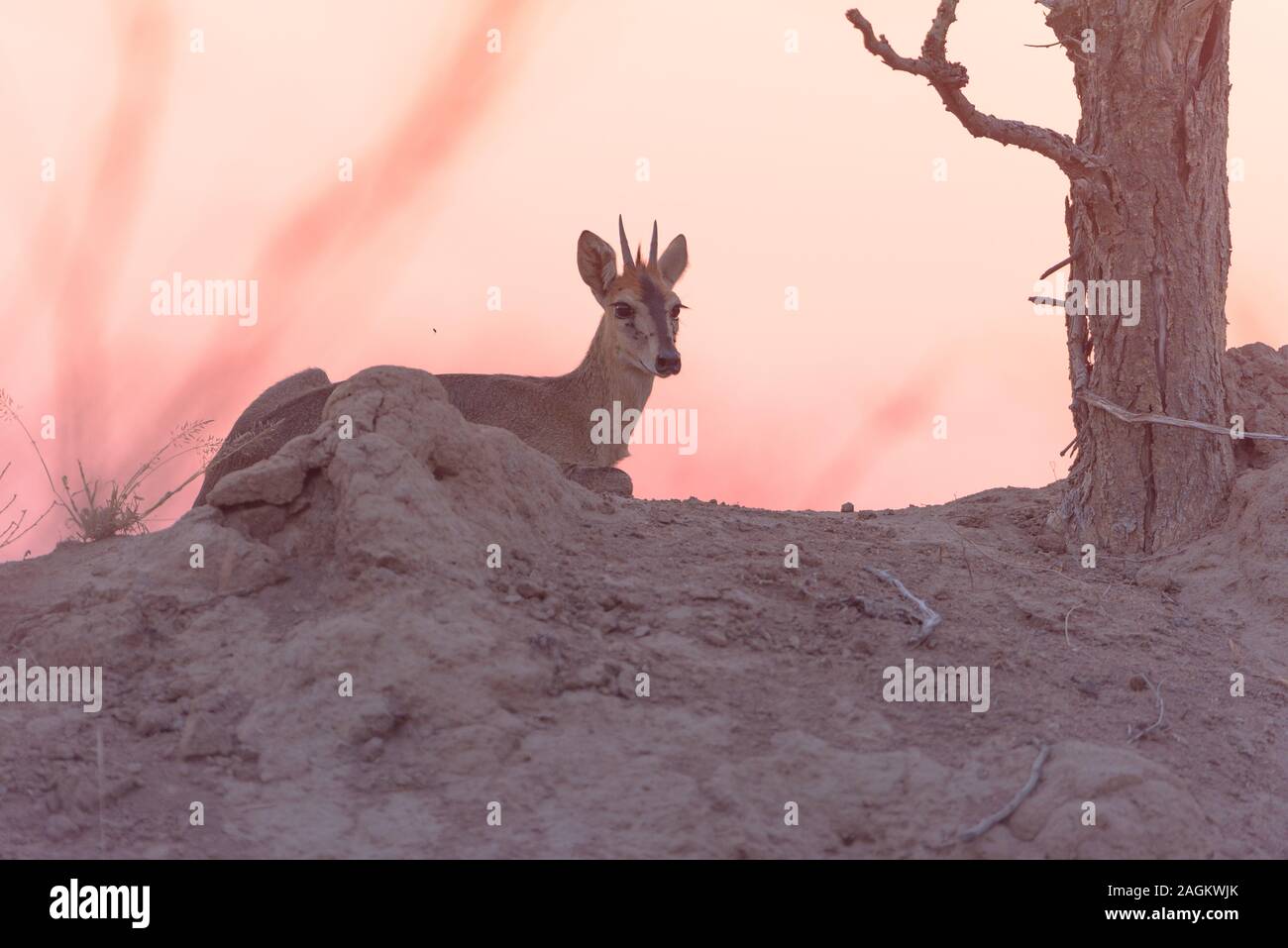 Buck hill hi-res stock photography and images - Alamy
