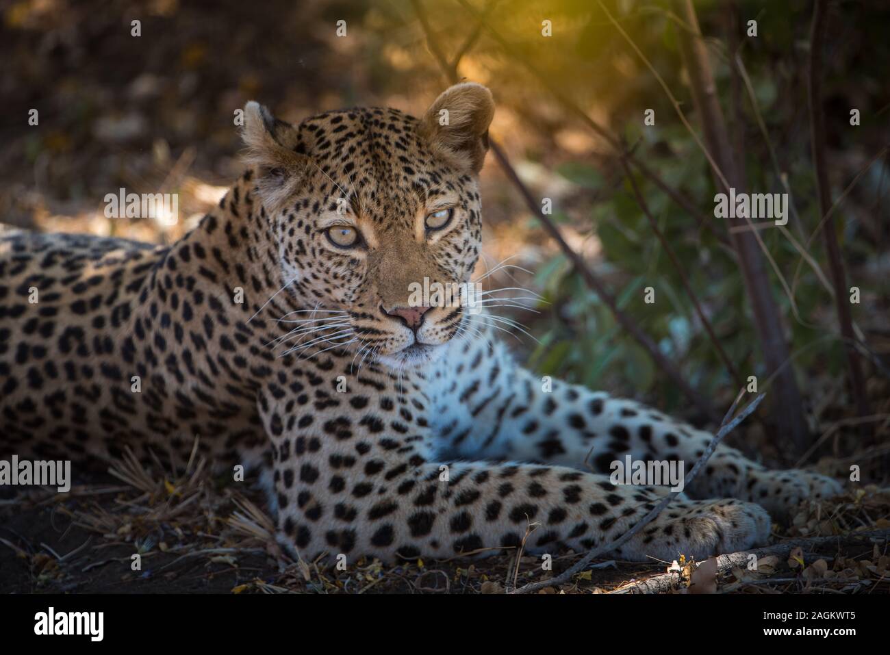 Closeup shot of a leopard laying on the ground while looking towards ...