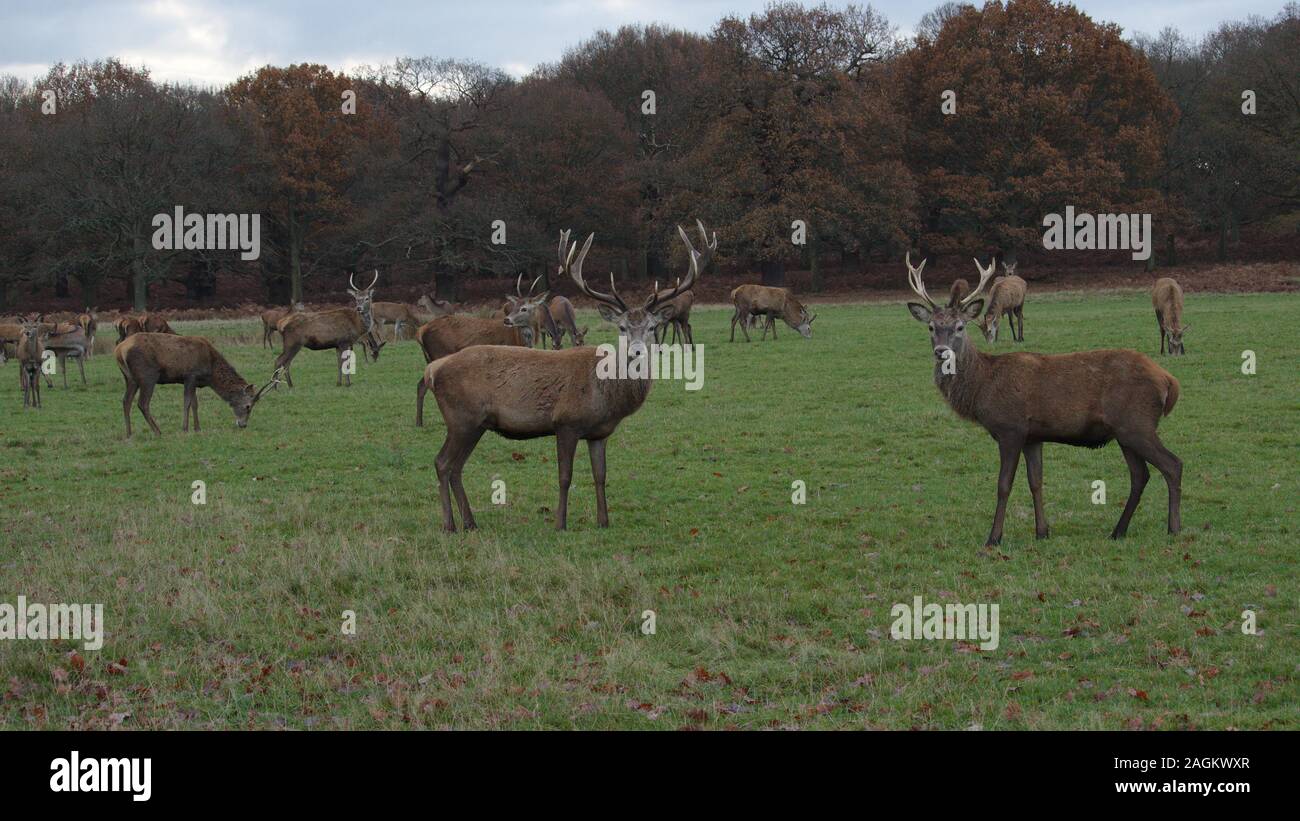 Deer in woods Stock Photo - Alamy