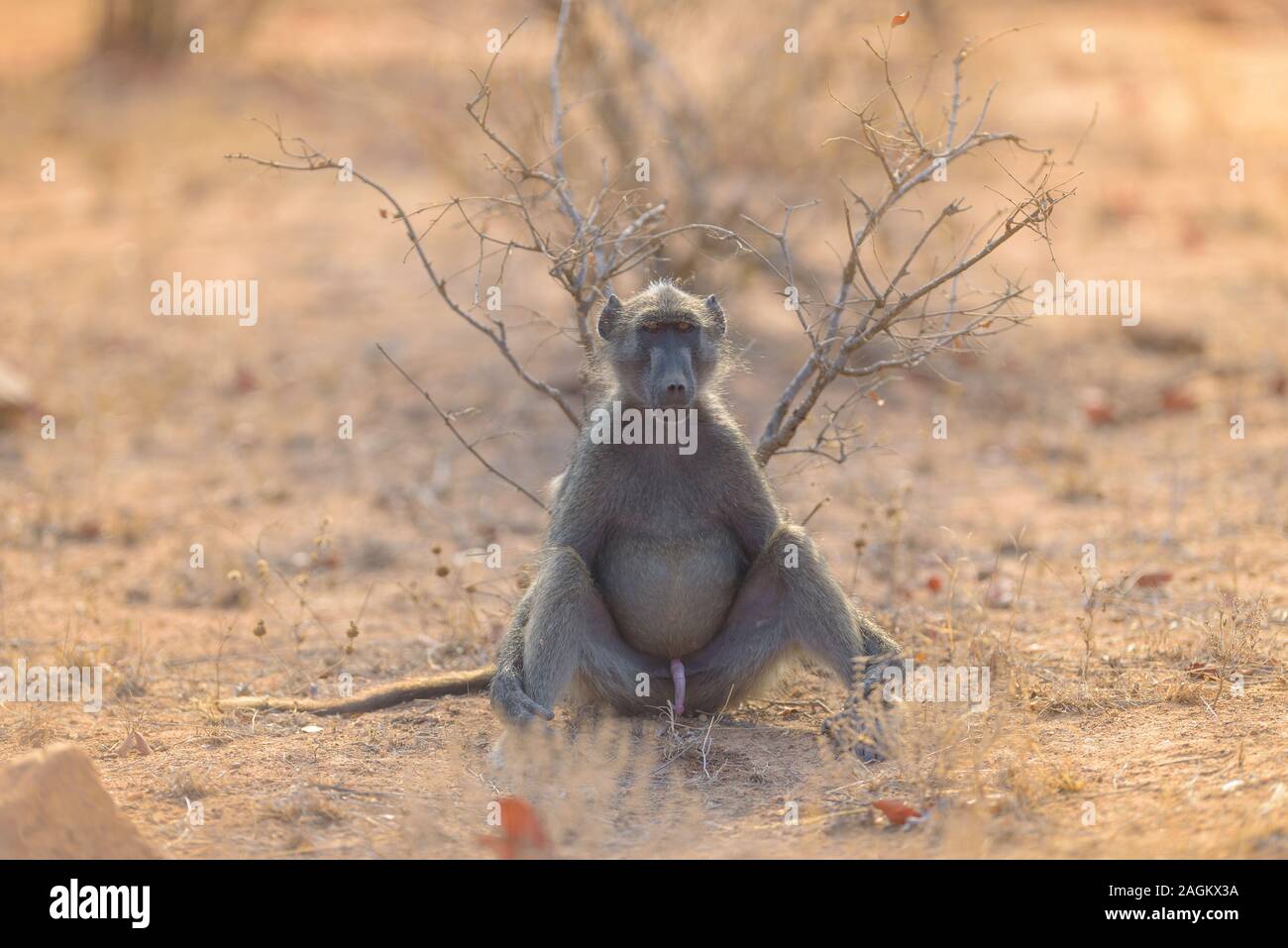 Selective focus shot of a baboon sitting on the ground with its legs ...
