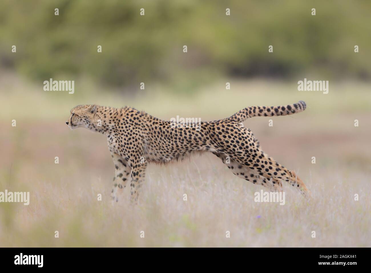 Black panther running running hi-res stock photography and images - Alamy