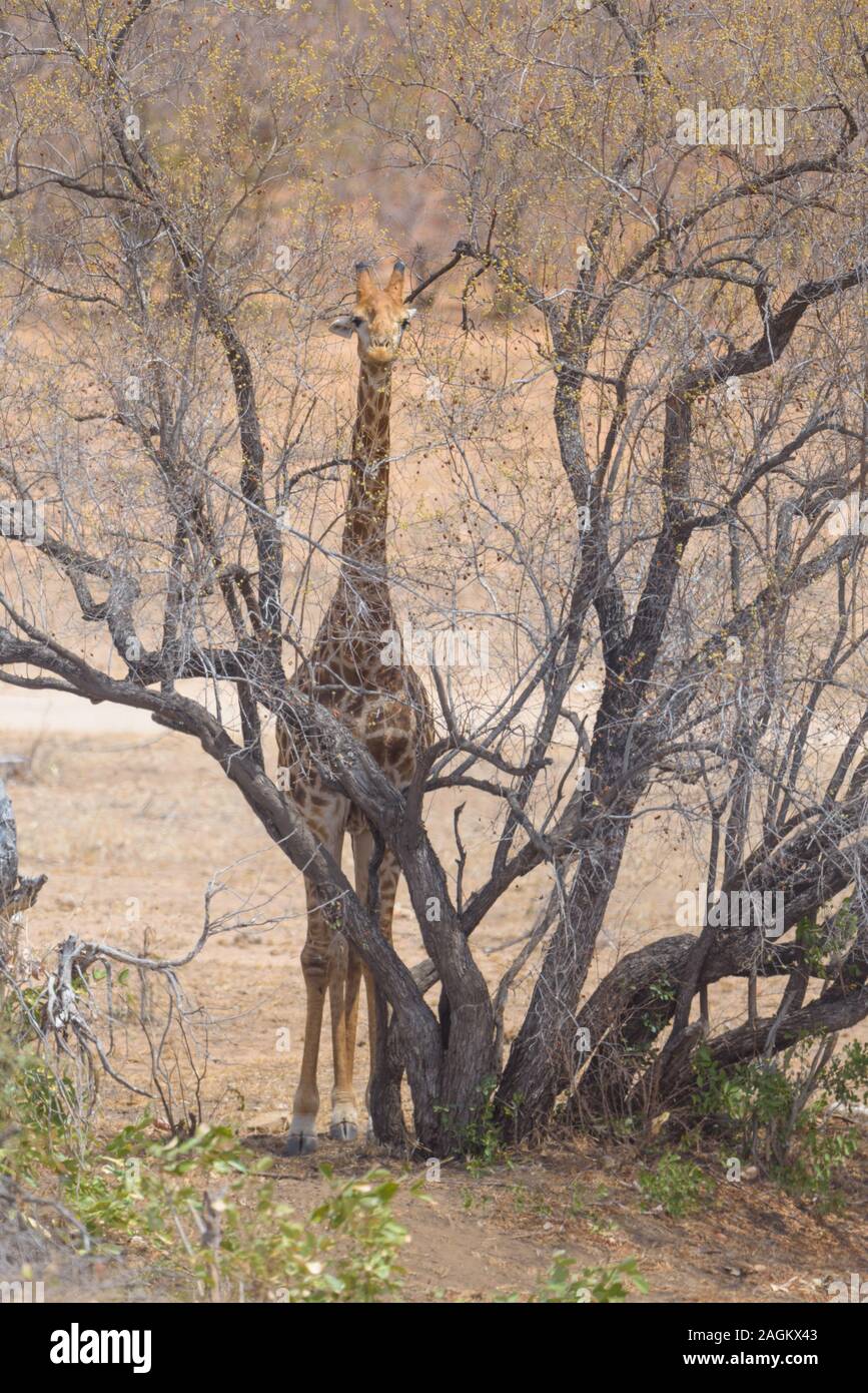Vertical shot of a giraffe standing next to a leafless tree Stock Photo ...