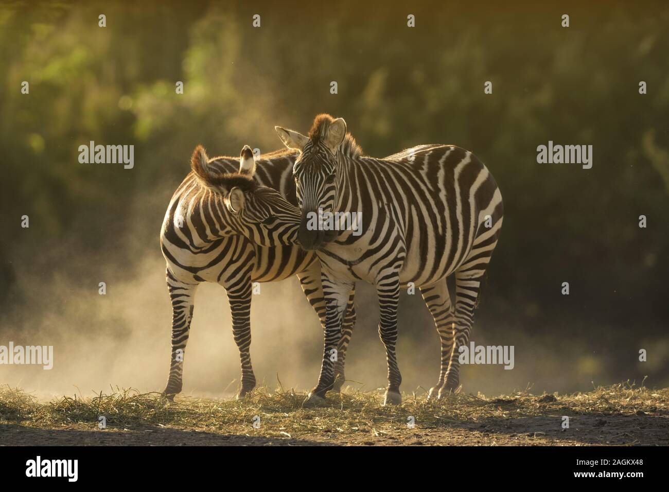 Closeup shot of two zebras cuddling with a blurred background Stock ...