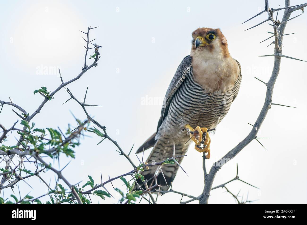 Falcon on the lookout Stock Photo - Alamy