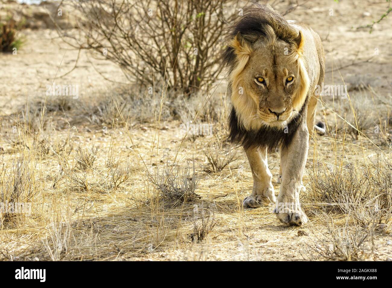 lion doing an evening walk Stock Photo - Alamy