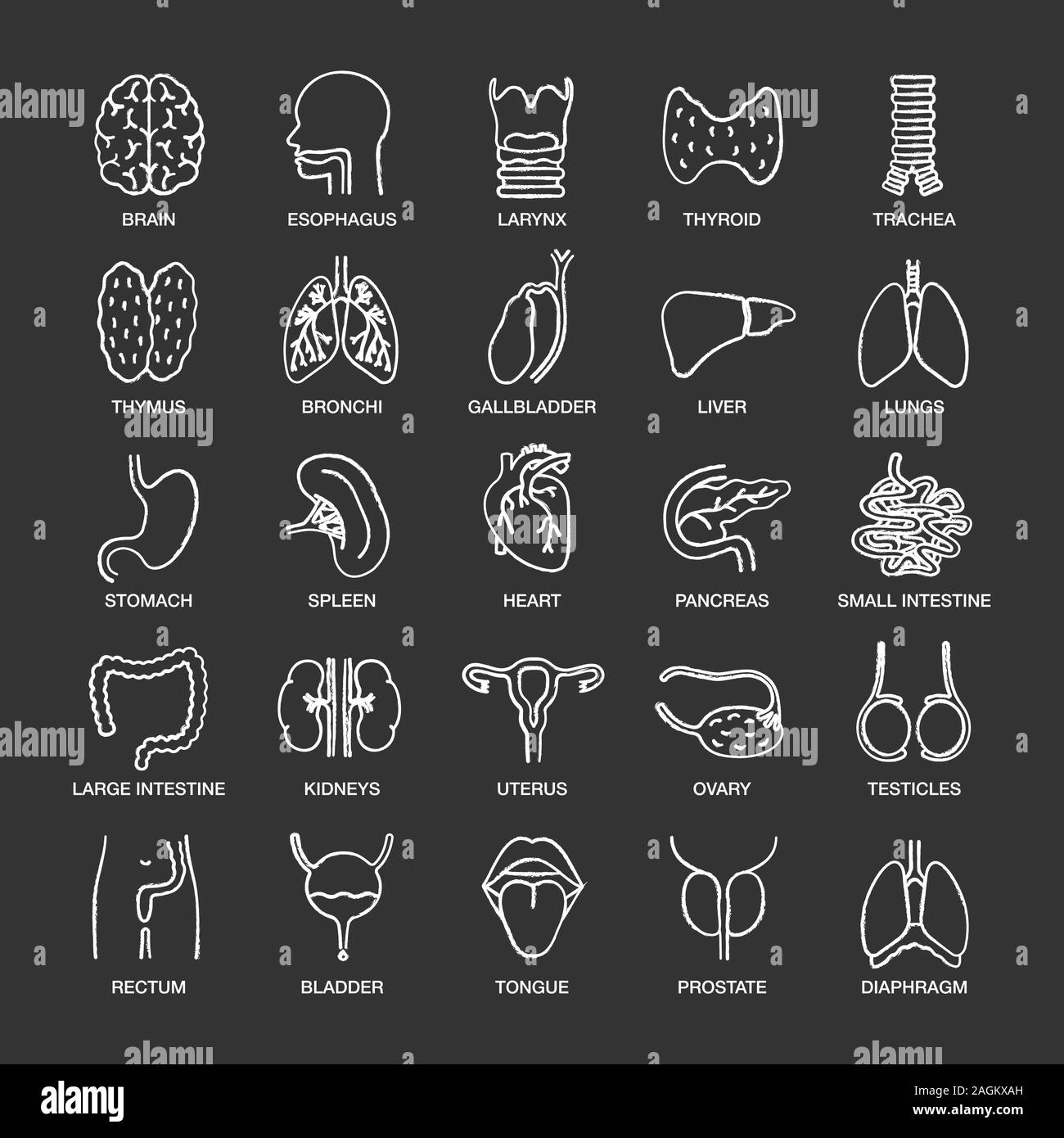 Internal organs chalk icons set. Respiratory, urinary, reproductive ...