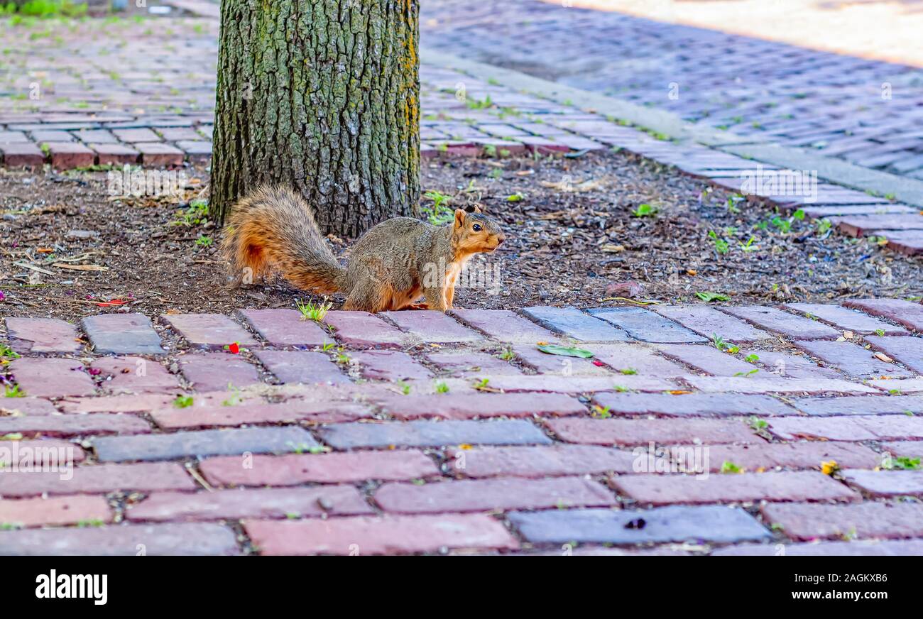 A foraging fox squirrel—Sciurus niger—also known as the eastern fox ...