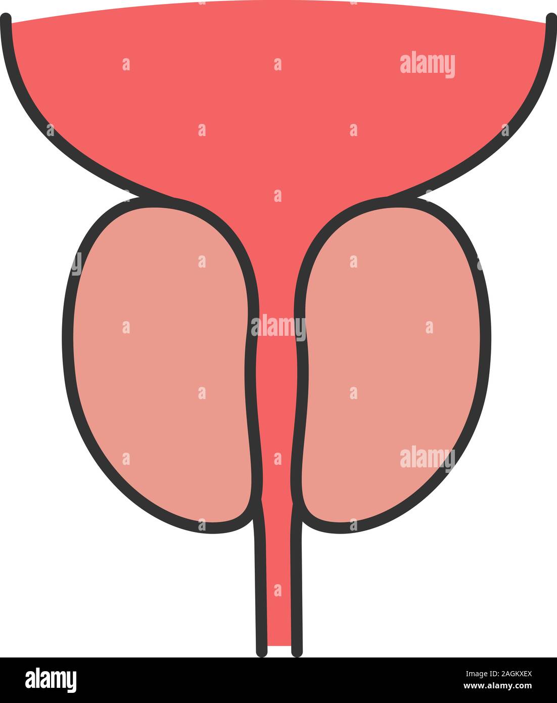 Prostate Gland And Urethra Color Icon Male Reproductive System Organ