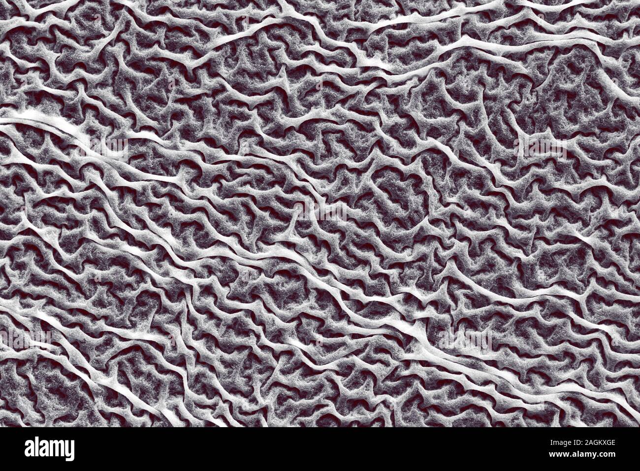 Macro, texture of mold on a liquid surface Stock Photo - Alamy