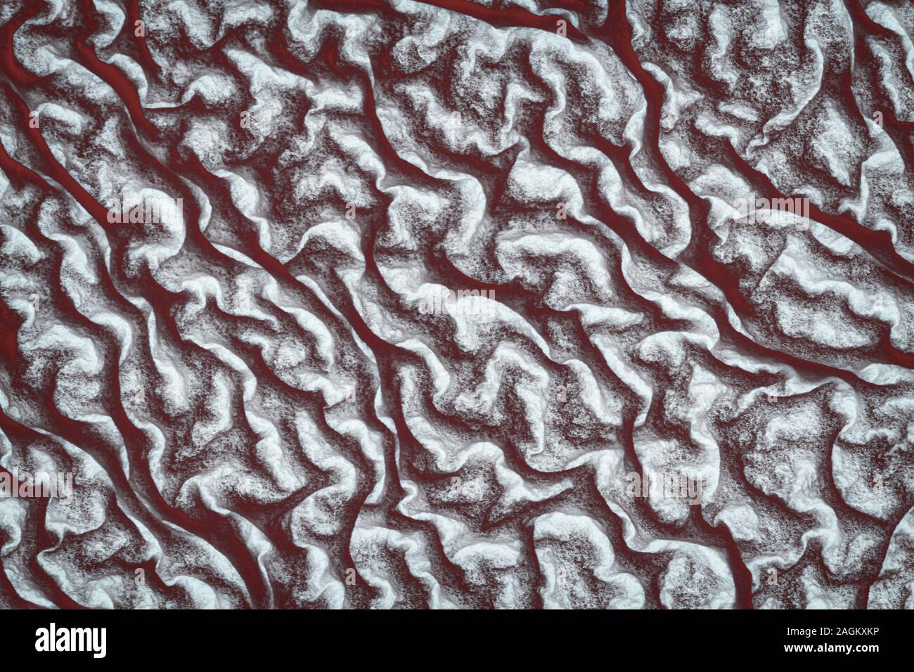 Macro, texture of mold on a liquid surface Stock Photo - Alamy