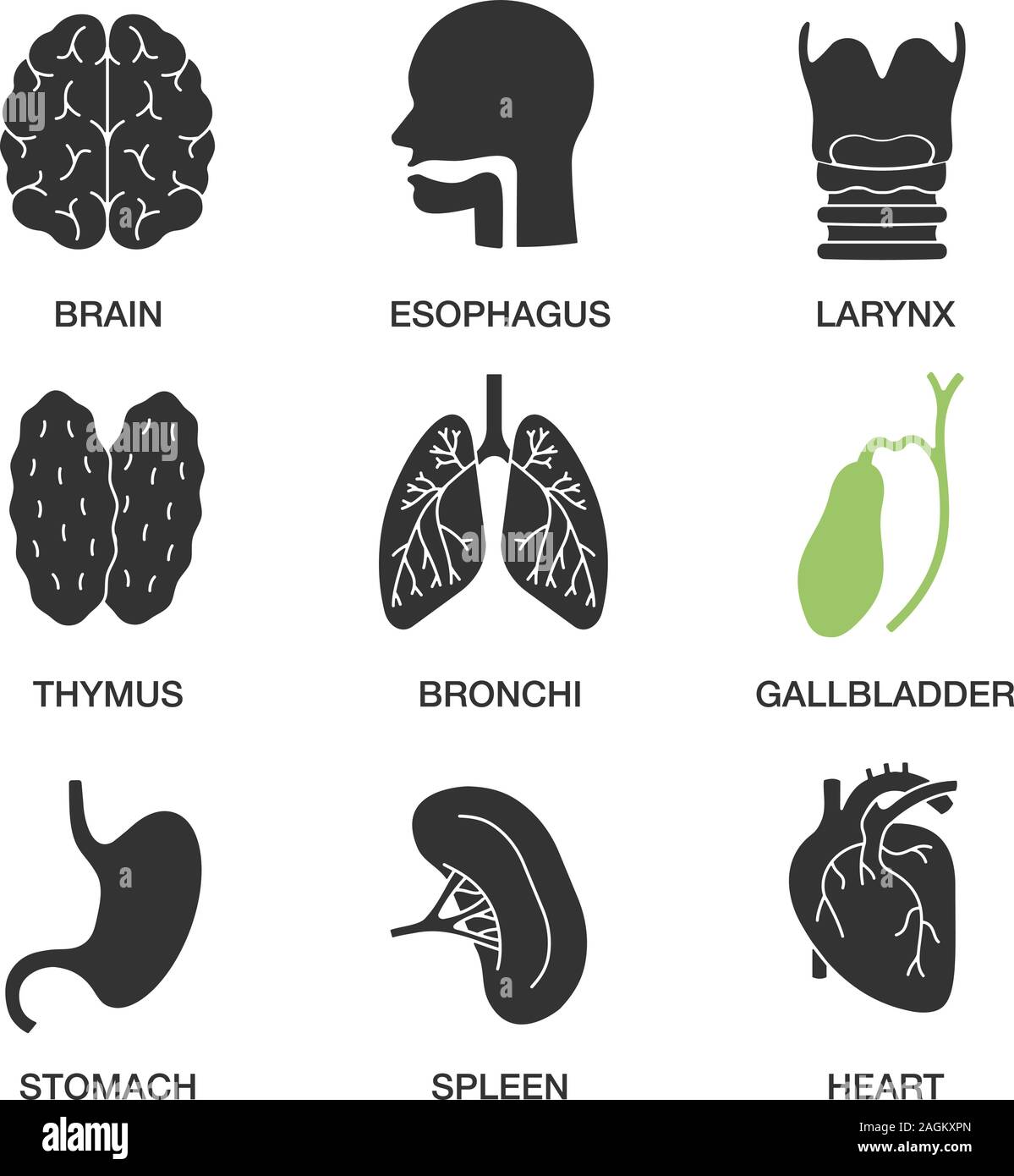 Human internal organs glyph icons set. Brain, esophagus, larynx, thymus ...