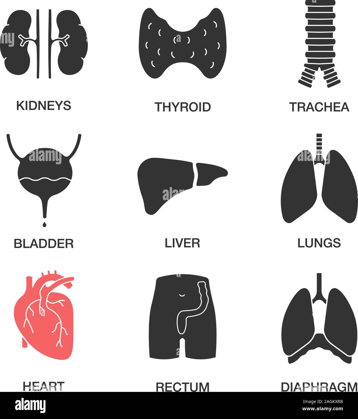 Human internal organs glyph icons set. Kidneys, thyroid, trachea ...