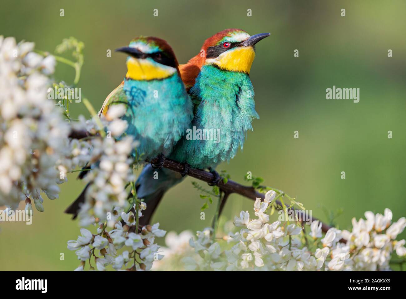 beautiful birds in spring on a flowering branch Stock Photo - Alamy