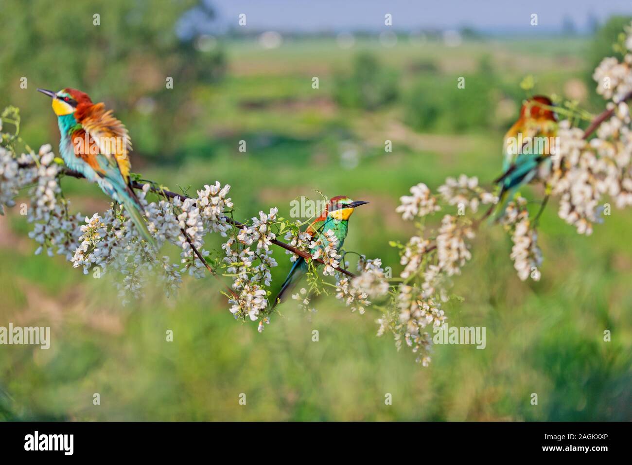 beautiful birds in spring sing on a flowering branch Stock Photo - Alamy