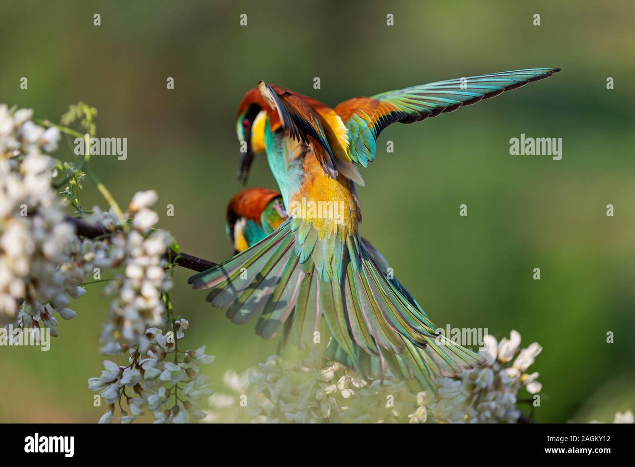 beautiful birds mate in spring on a flowering branch Stock Photo - Alamy