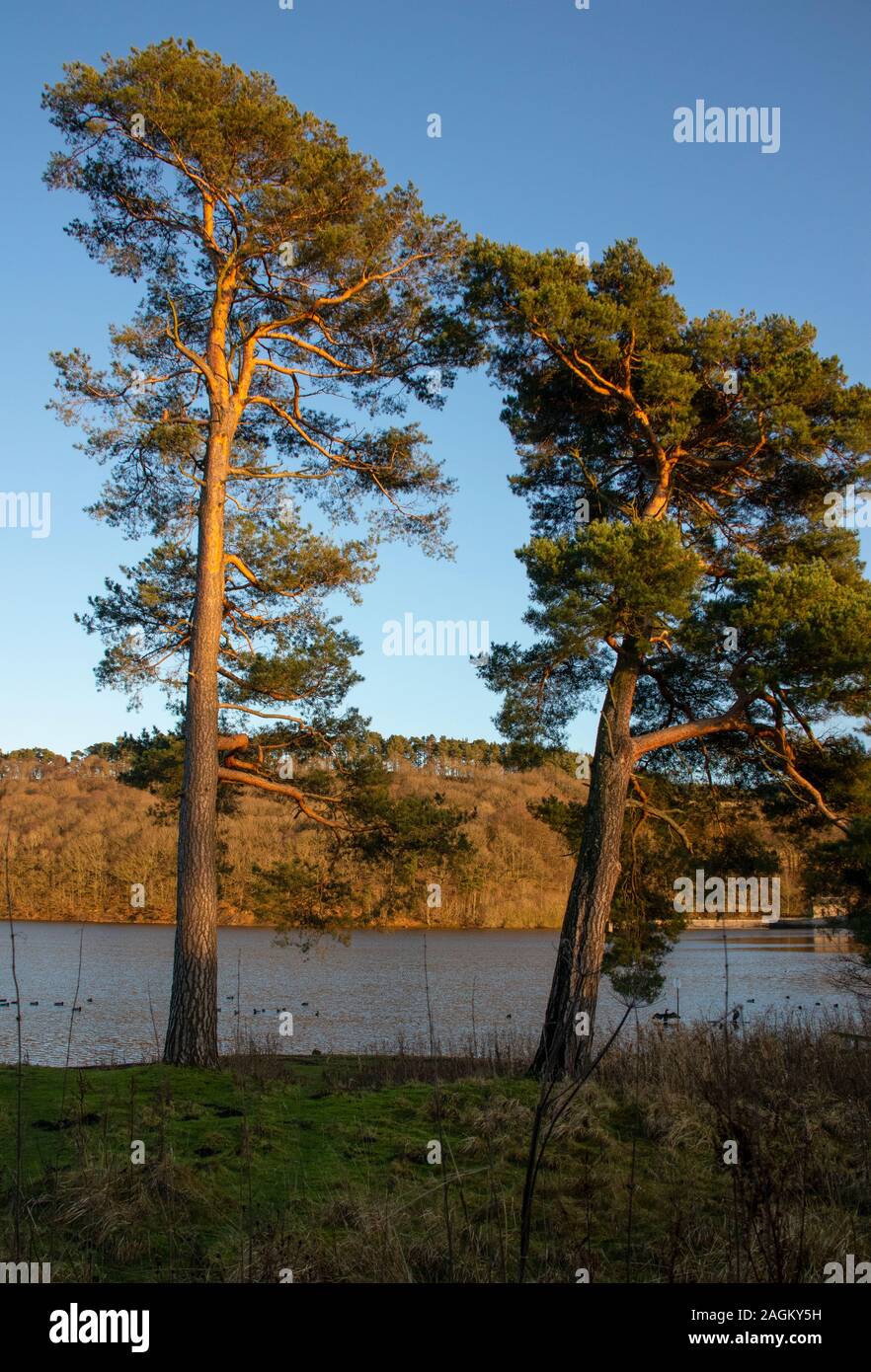 Scots pine trees hi-res stock photography and images - Alamy