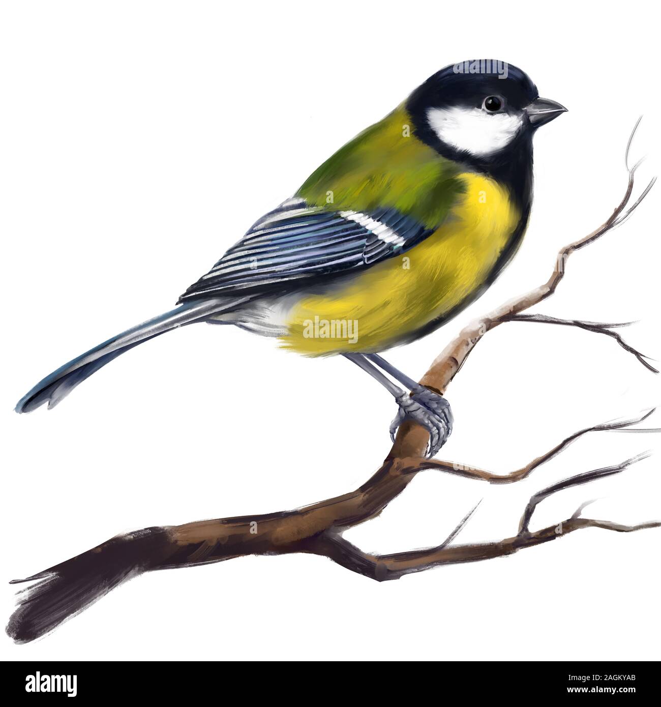bird titmouse on a branch, art illustration painted with watercolors ...