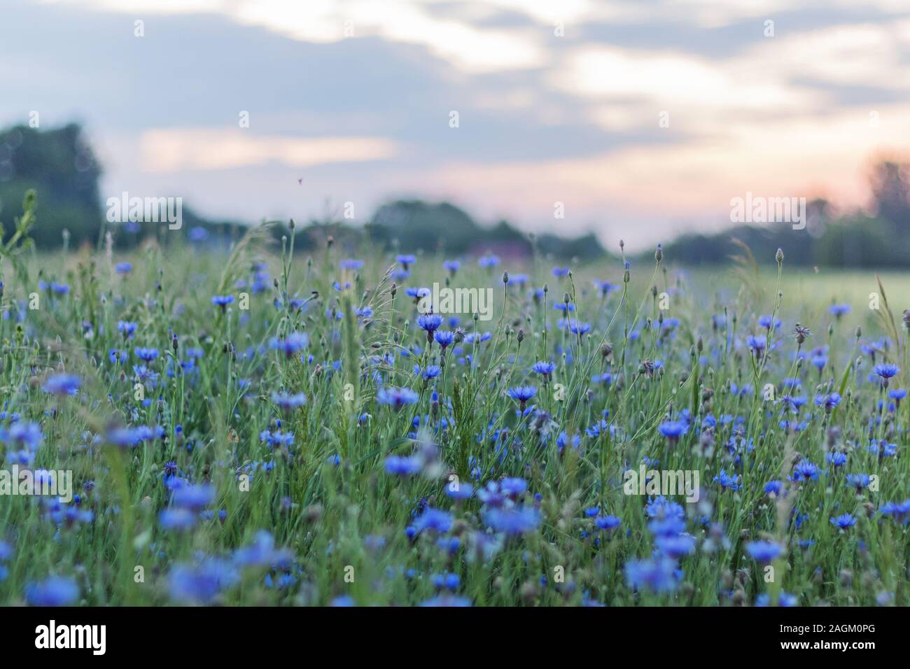 Cornflower in the sun hi-res stock photography and images - Alamy