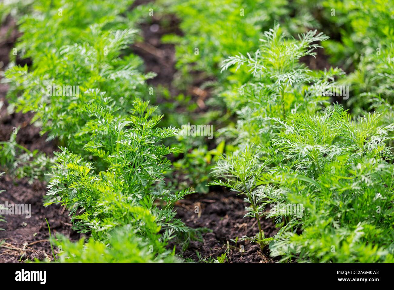 fresh parsley in spring on black soil Stock Photo - Alamy