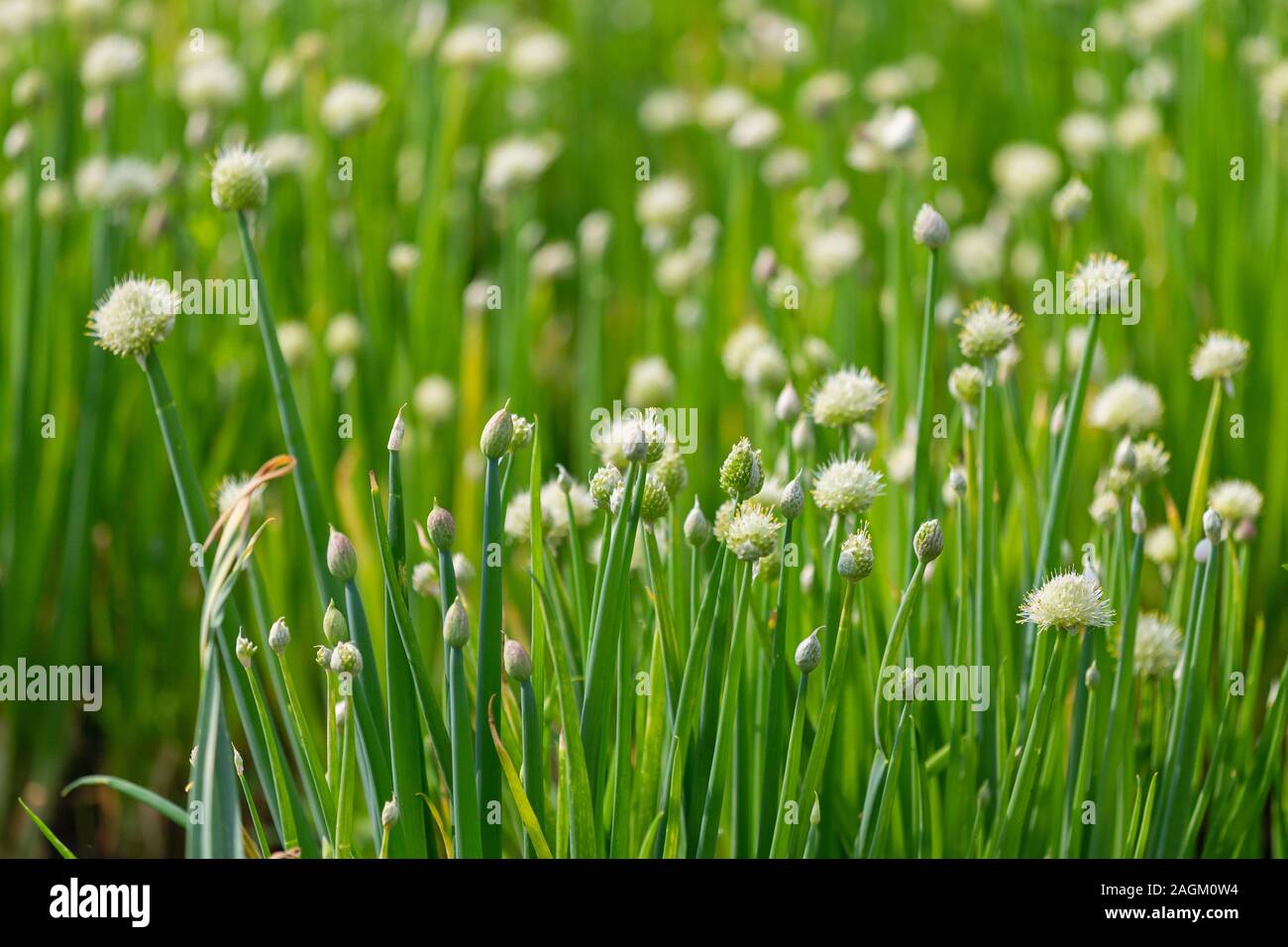 fresh spring onions on black soil Stock Photo - Alamy