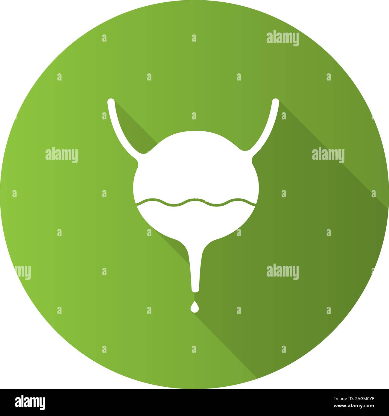 Urinary bladder, ureter and urethra flat design long shadow glyph icon ...