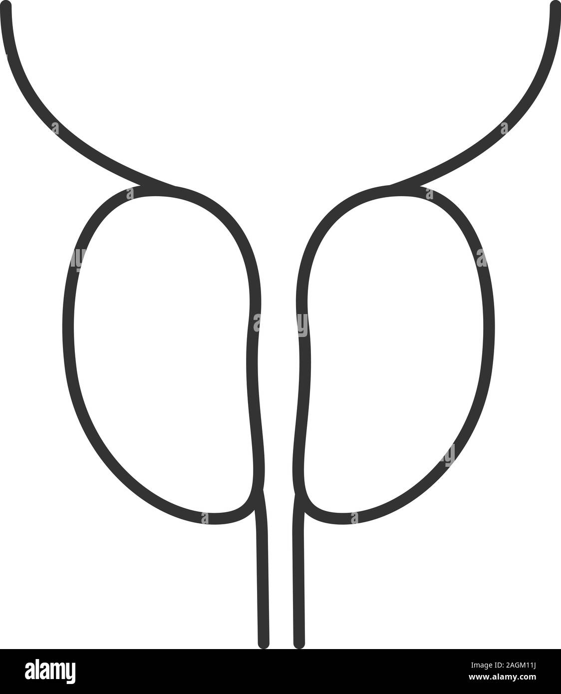 Prostate gland and urethra linear icon. Thin line illustration. Male ...