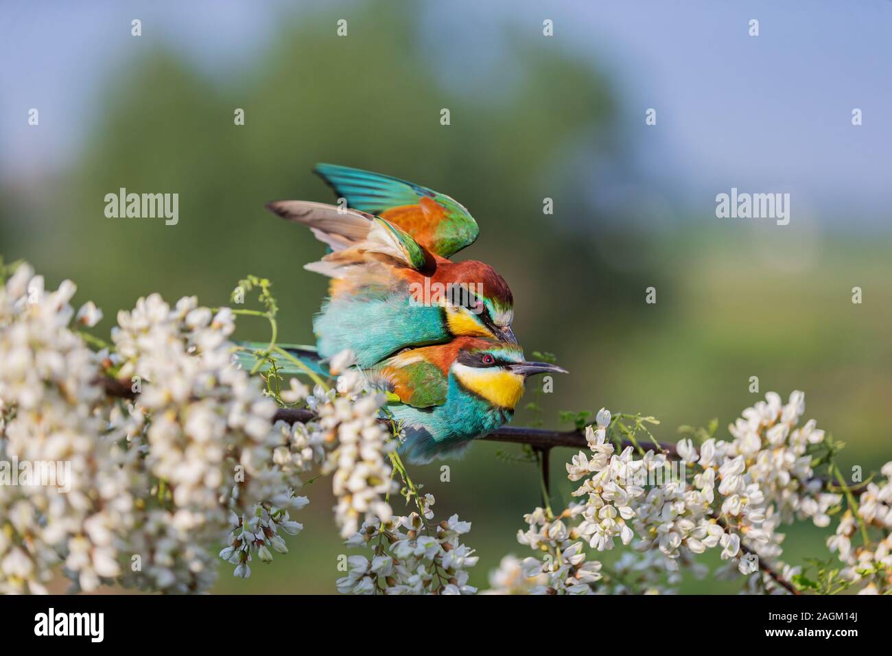 mating a pair of beautiful colored birds on a flowering robinia branch ...