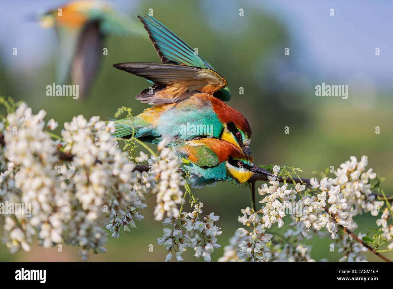 mating a pair of beautiful colored birds on a flowering tree branch ...