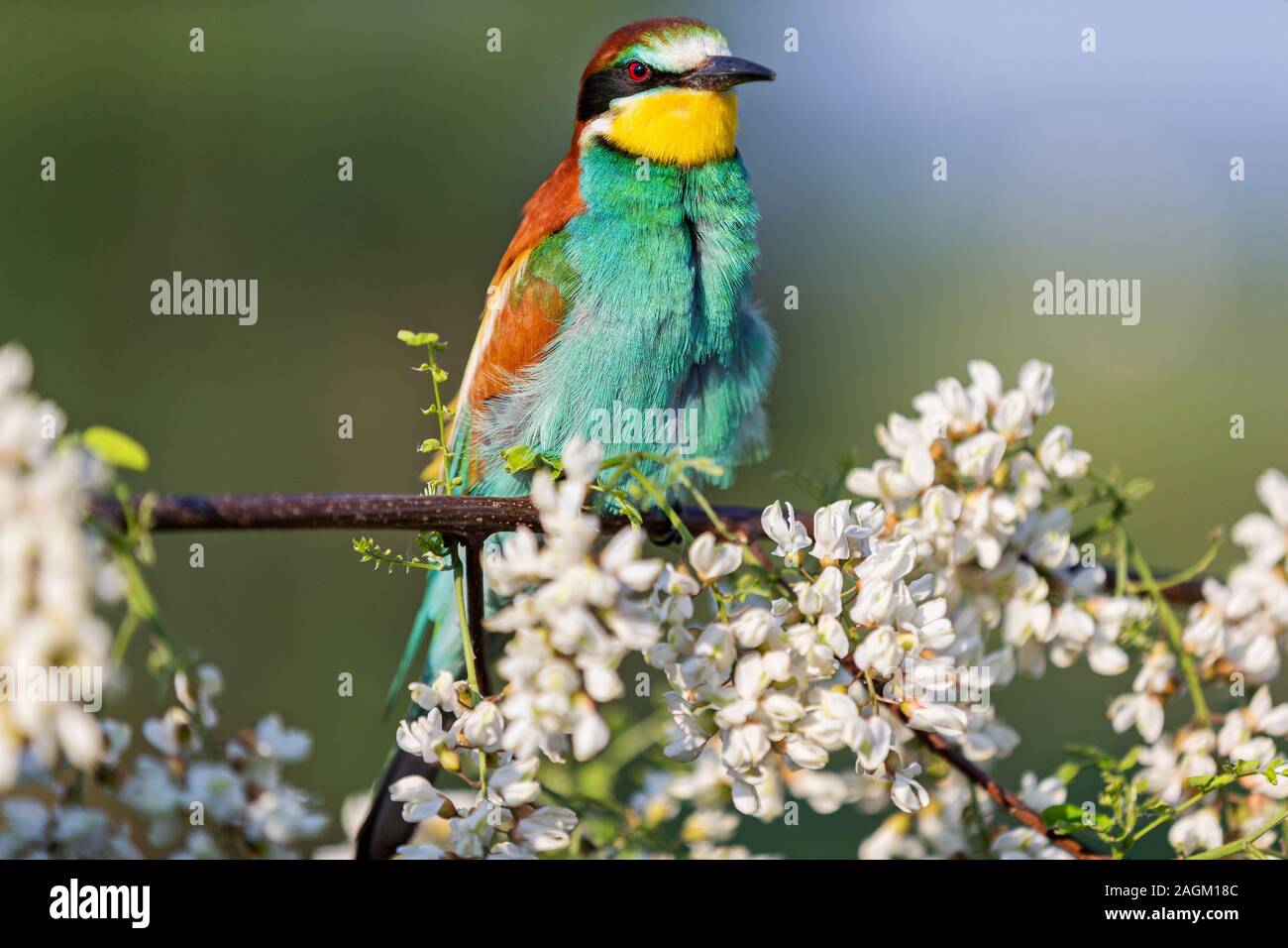 spring beautiful bird sit on a flowering tree Stock Photo - Alamy