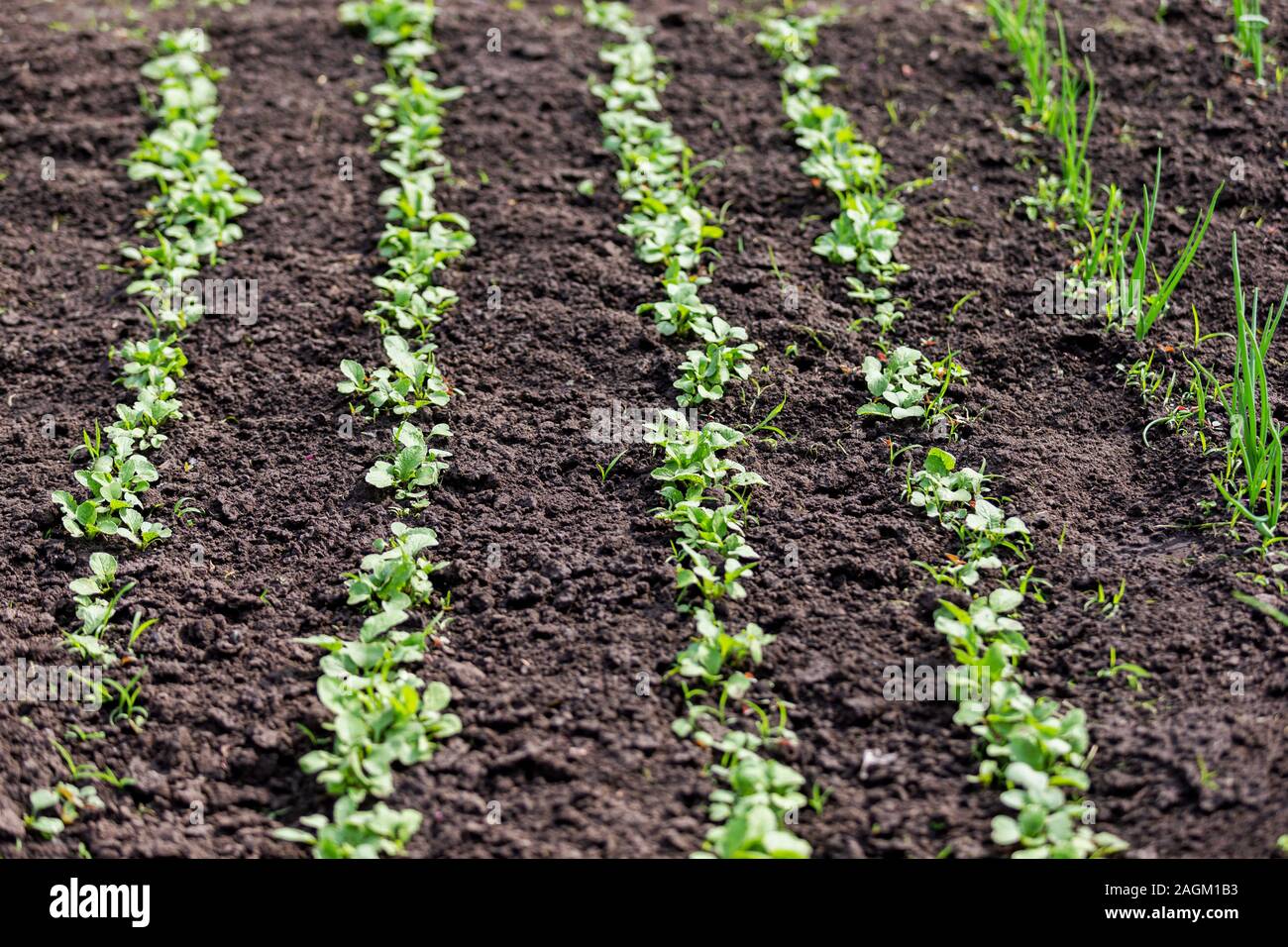 spring radish shoots on black soil Stock Photo - Alamy