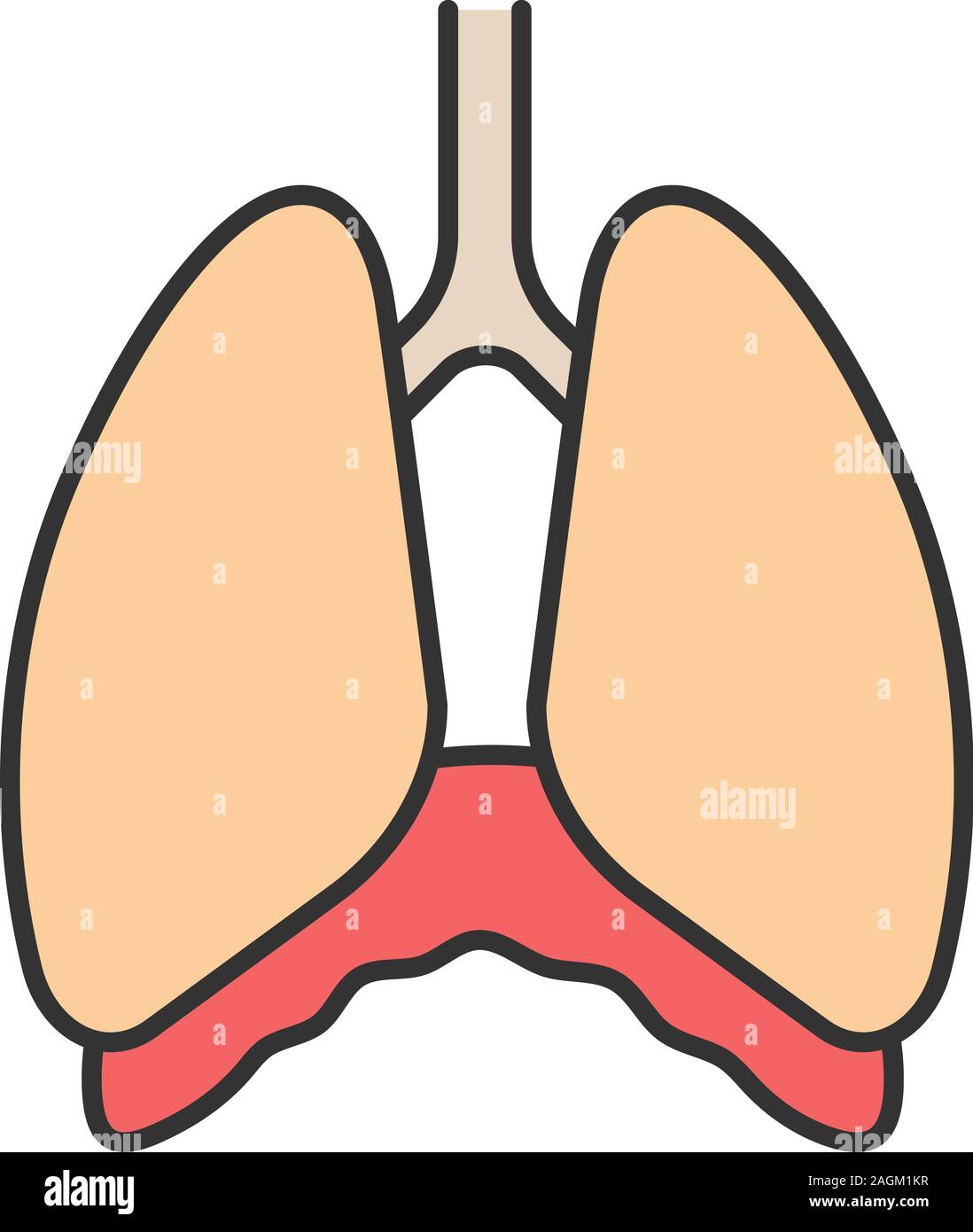 Thoracic diaphragm Stock Vector Images - Alamy