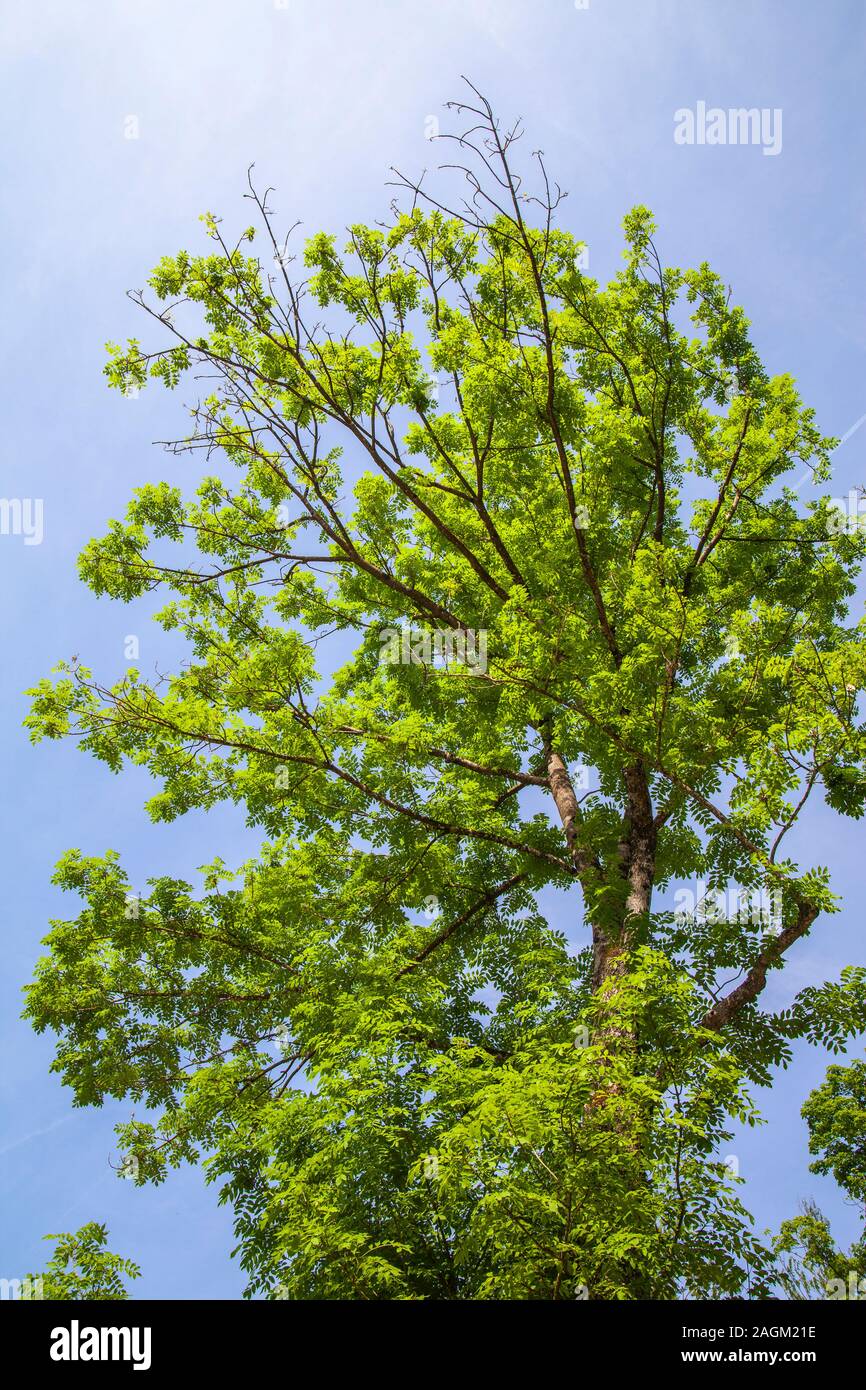 A big green tree in front of a blue sky Stock Photo - Alamy