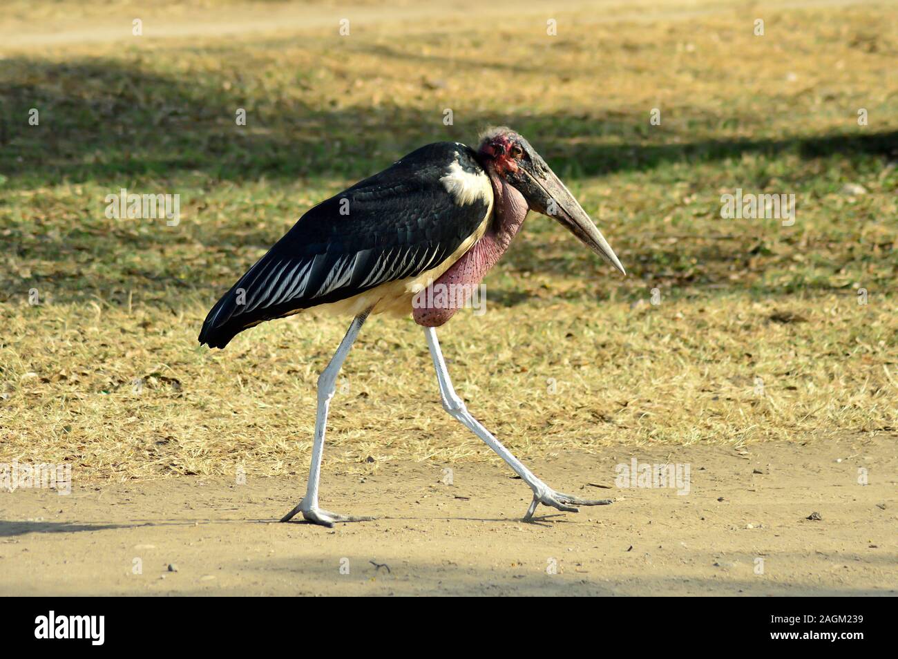 Profile of a marabou stork walking in Queen Elizabeth National Park ...