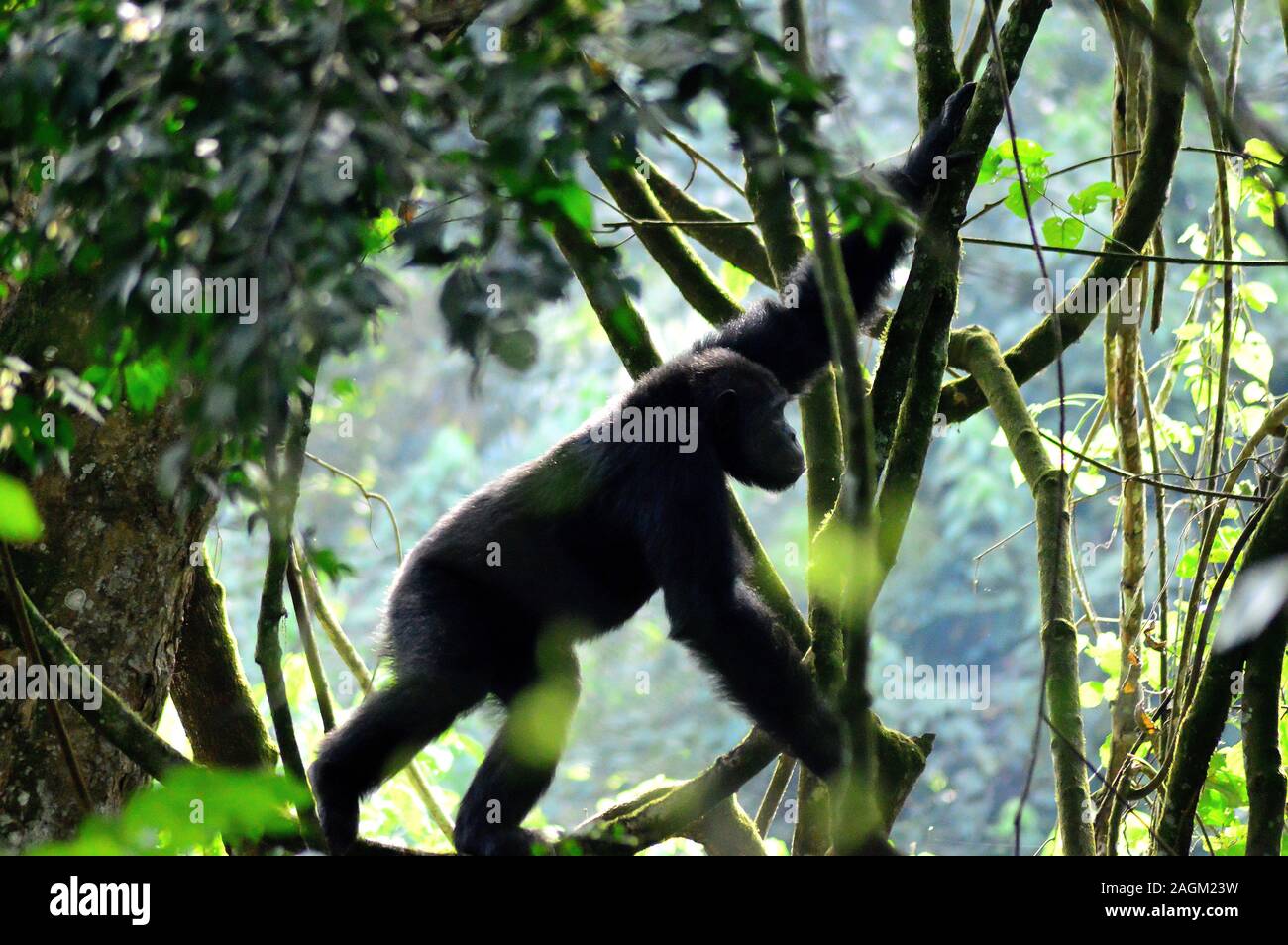 A chimpanzee swings through the rainforest as the light of the sun ...
