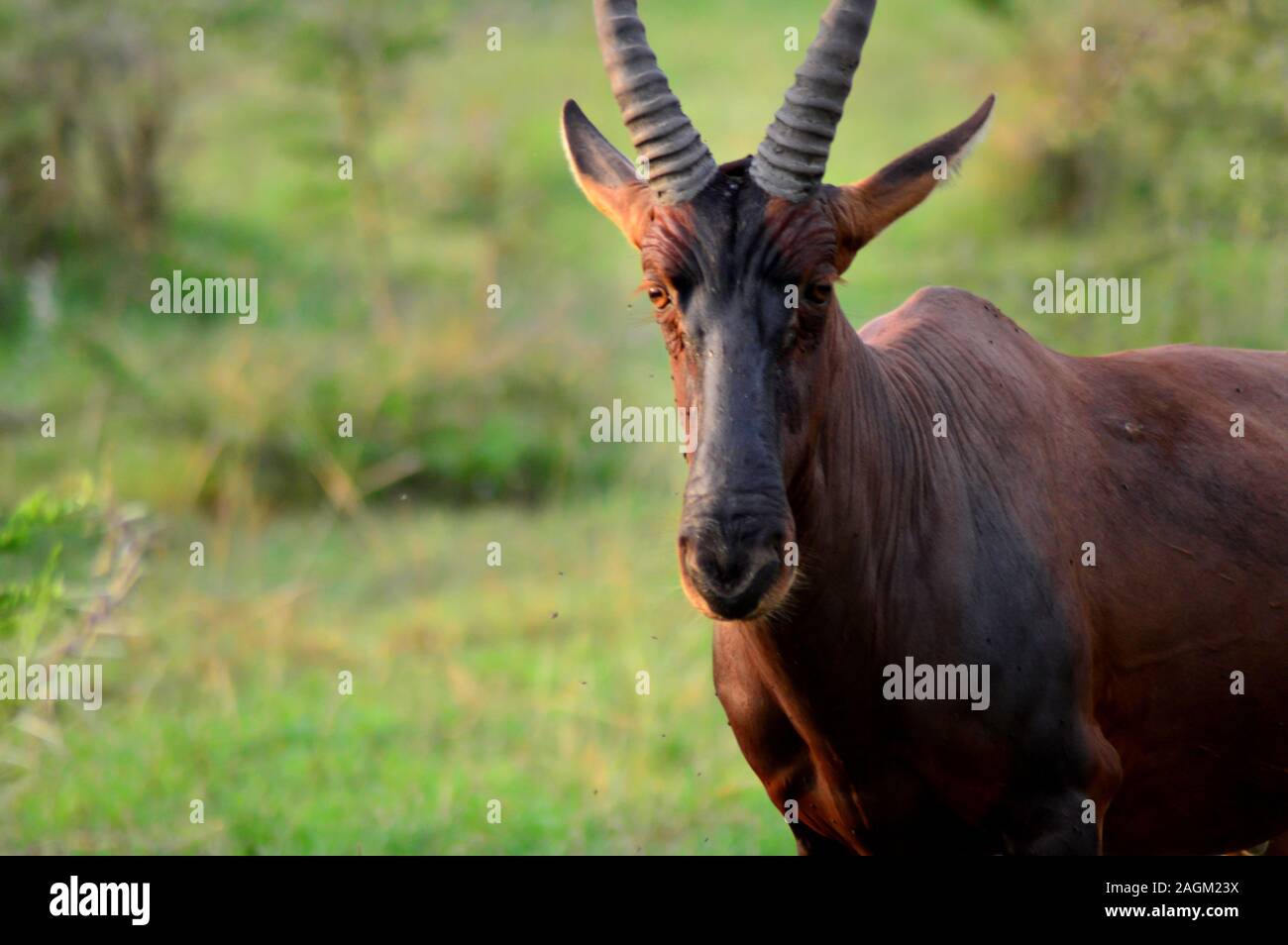 Uganda topi hi-res stock photography and images - Alamy