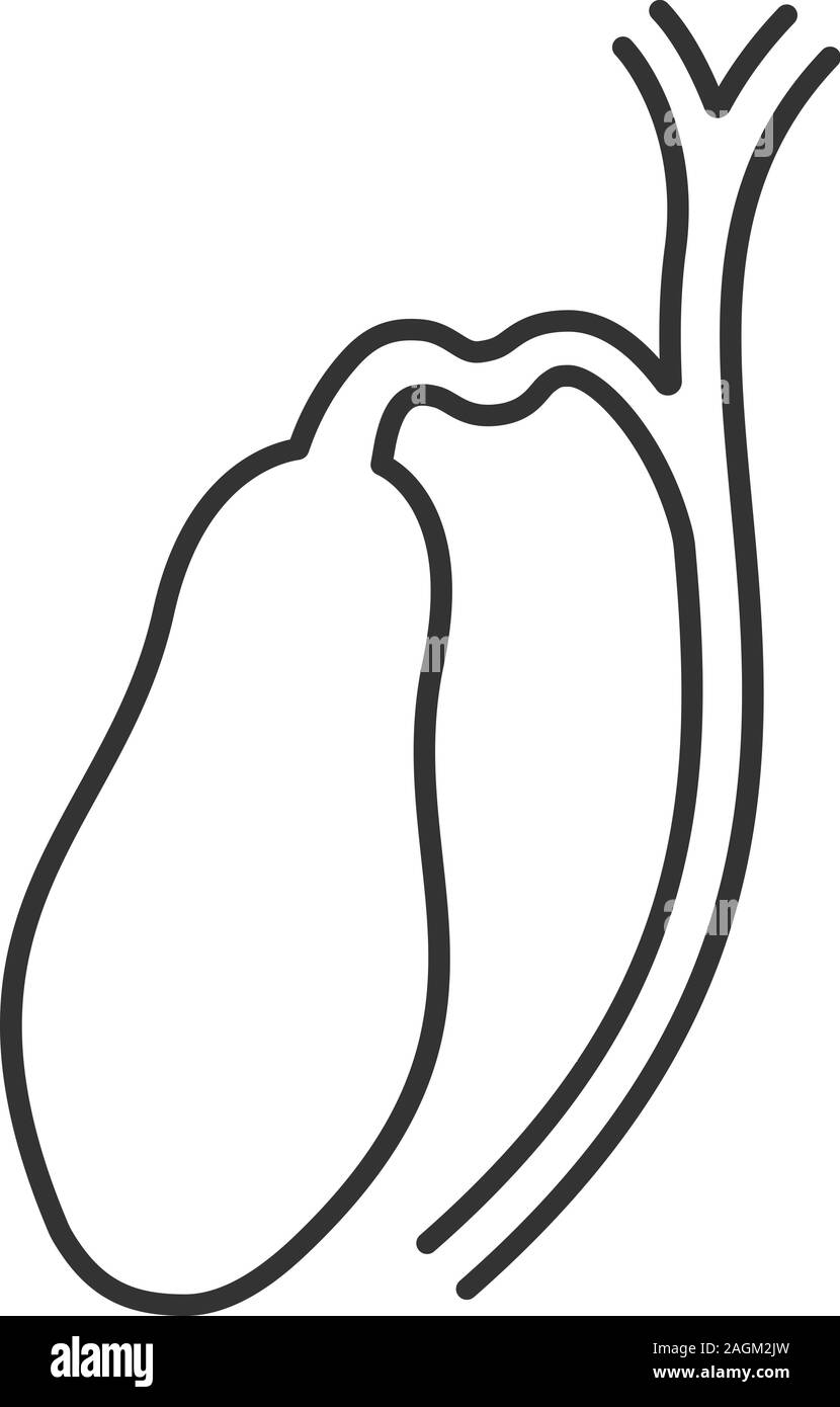 Gallbladder and ducts linear icon. Thin line illustration. Contour symbol. Vector isolated ...