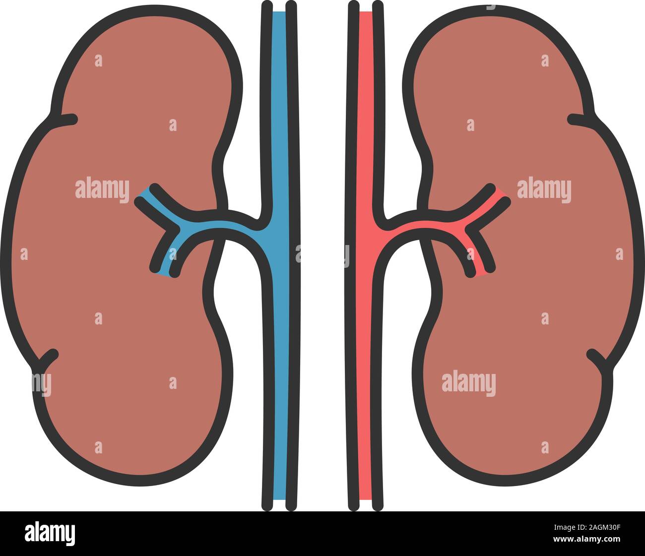 Human kidneys color icon. Urinary system. Isolated vector illustration ...