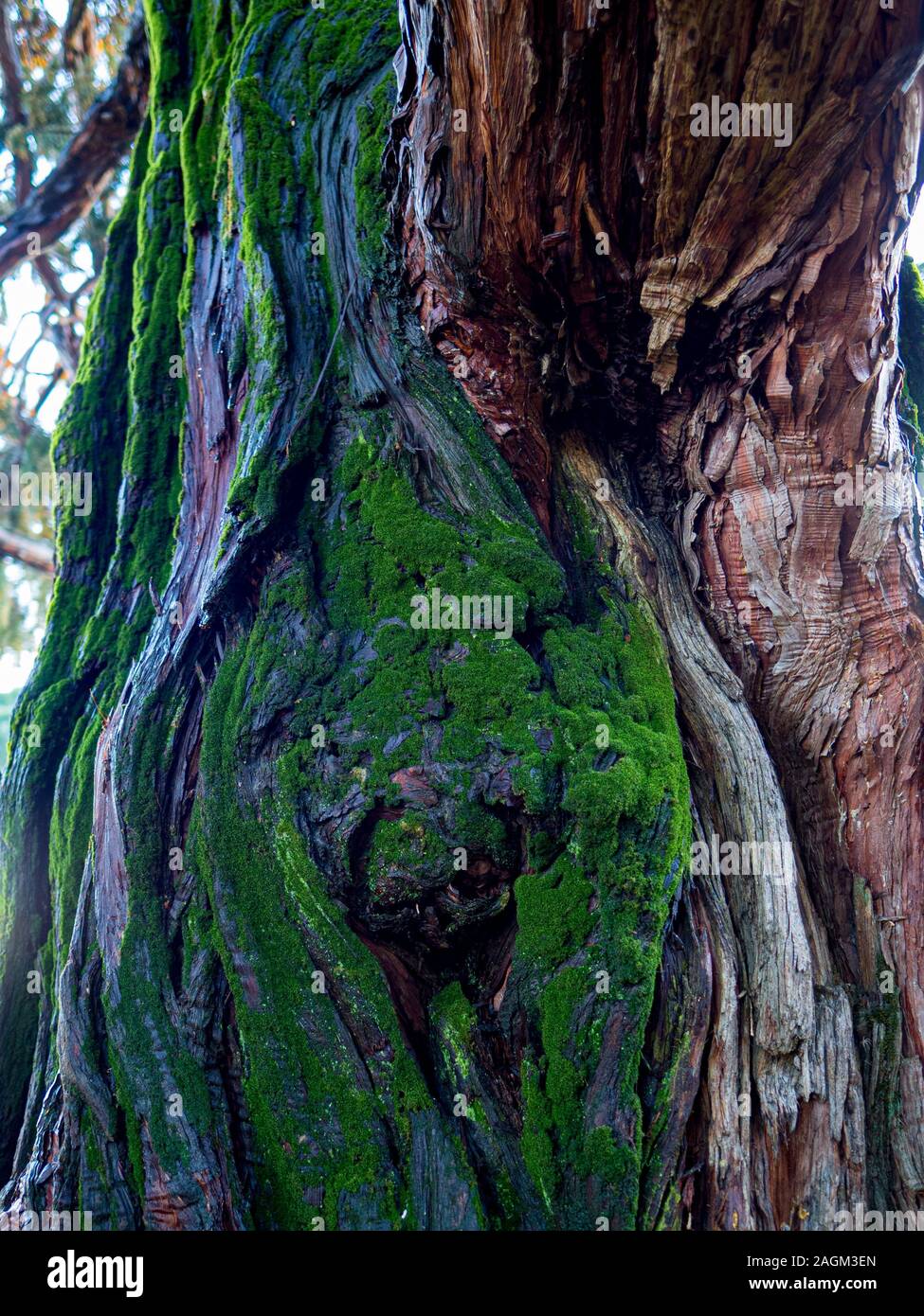 Albero texture hi-res stock photography and images - Alamy