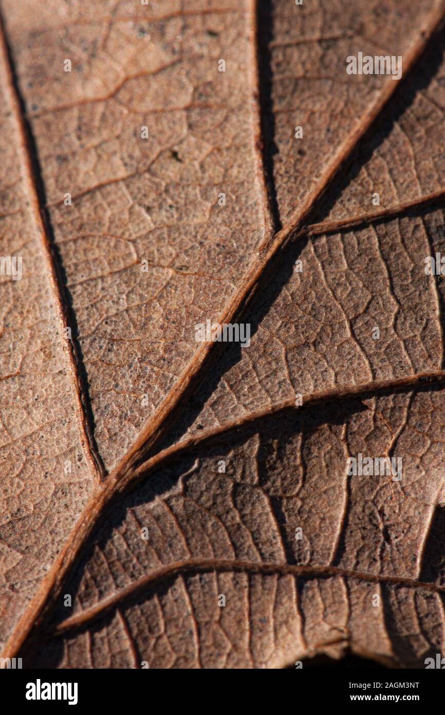 Sfondo texture foglia hi-res stock photography and images - Alamy