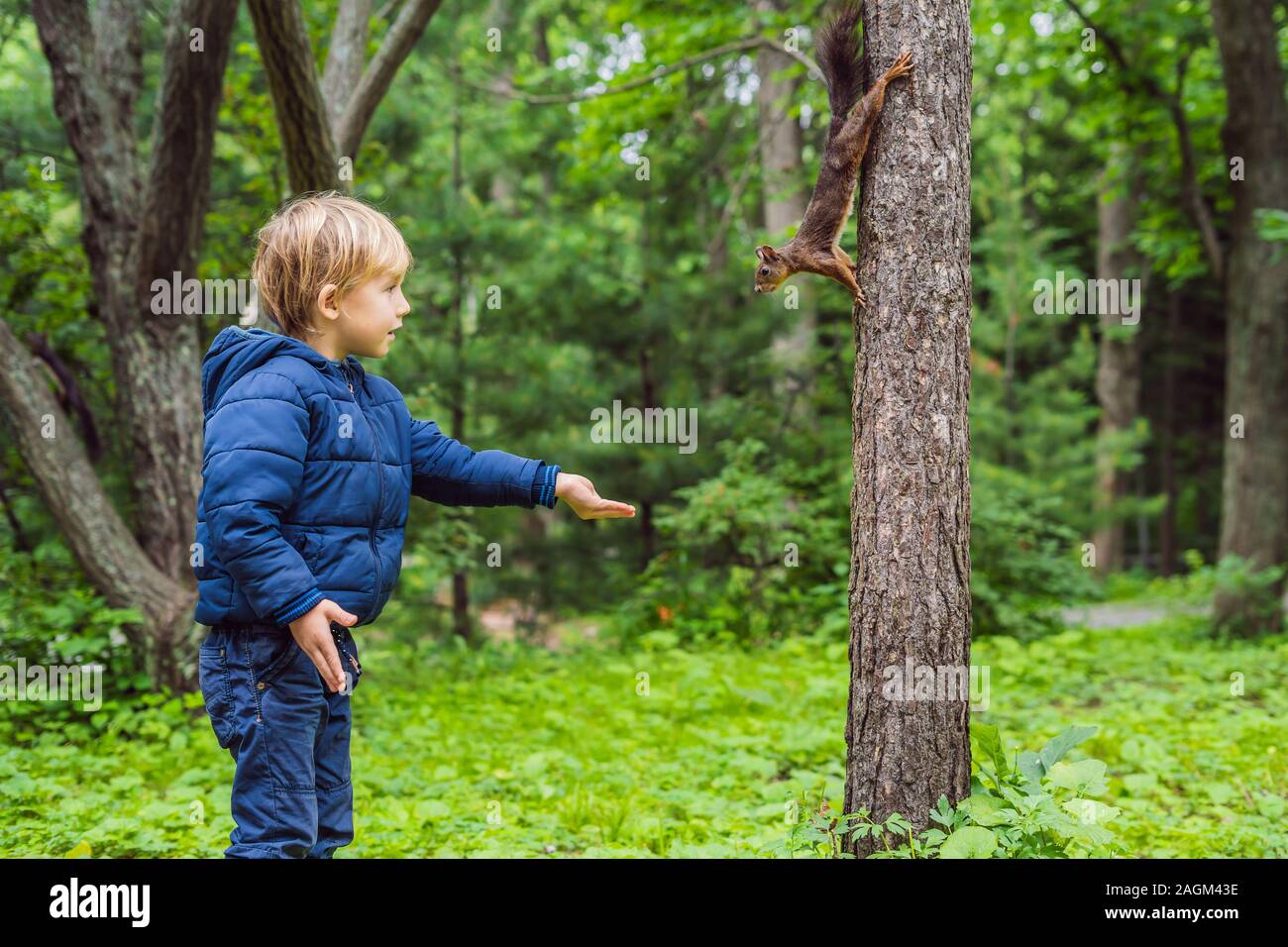 Cute boy squirrel hi-res stock photography and images - Alamy