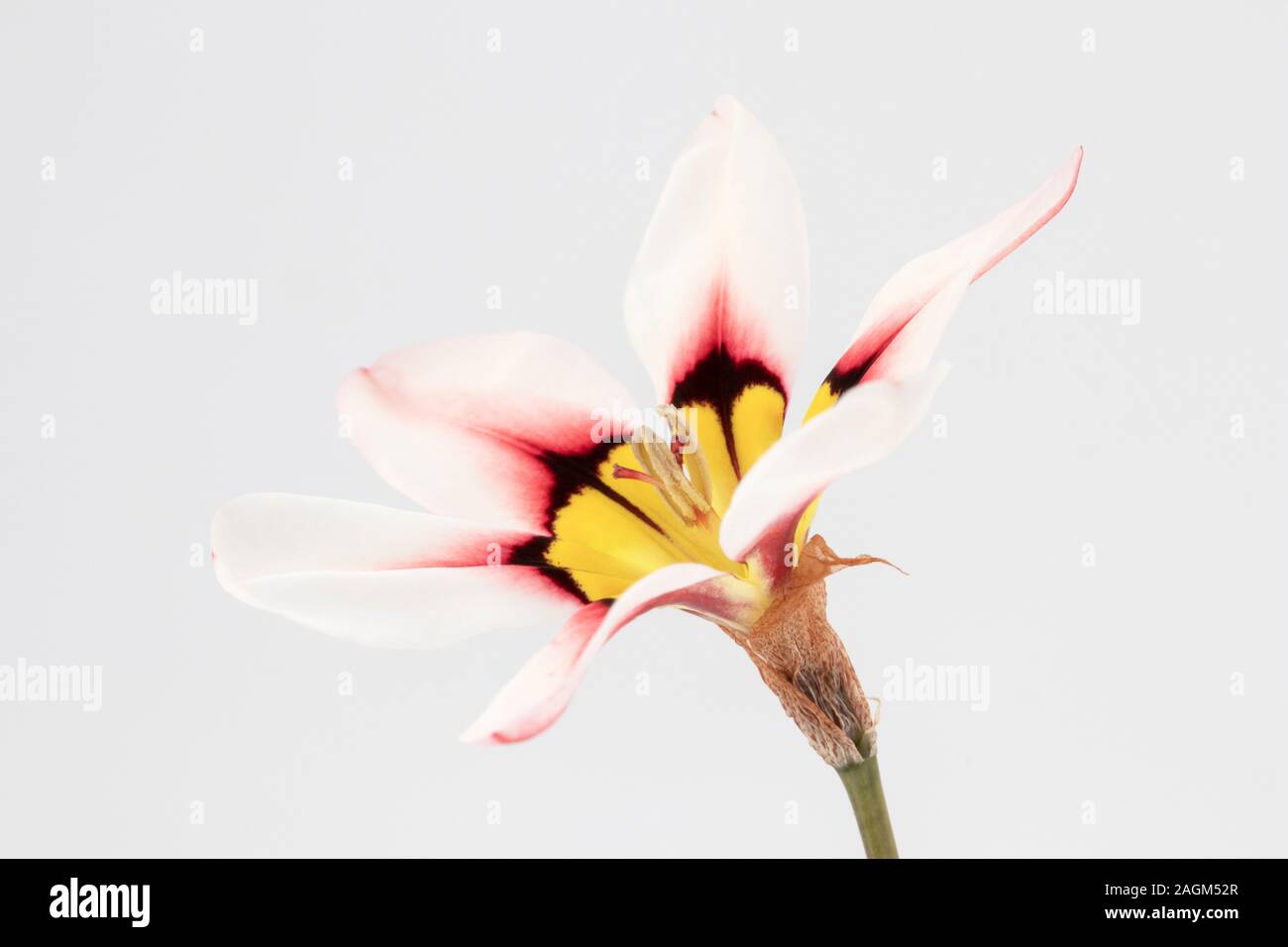 Closeup image of Sparaxis (Harlequin Flower) against a white background ...