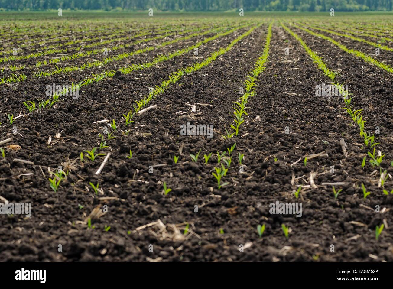 Plogged agricultural field Stock Photo - Alamy