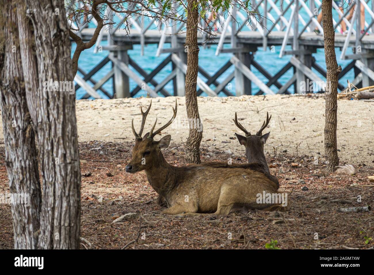 Timor deer resting in shade at Komodo National Park, Indonesia Stock ...