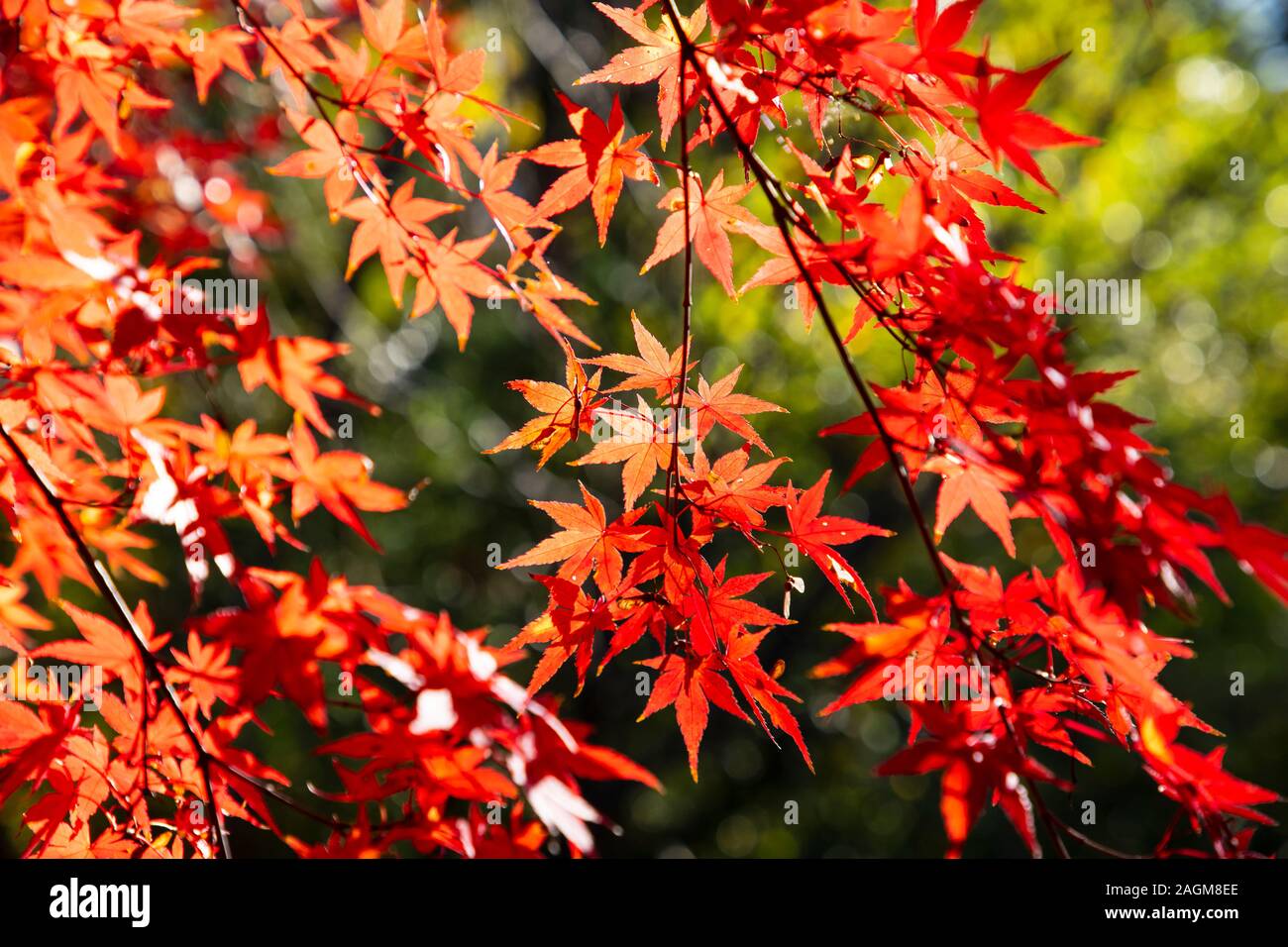 Japanese maples hi-res stock photography and images - Alamy