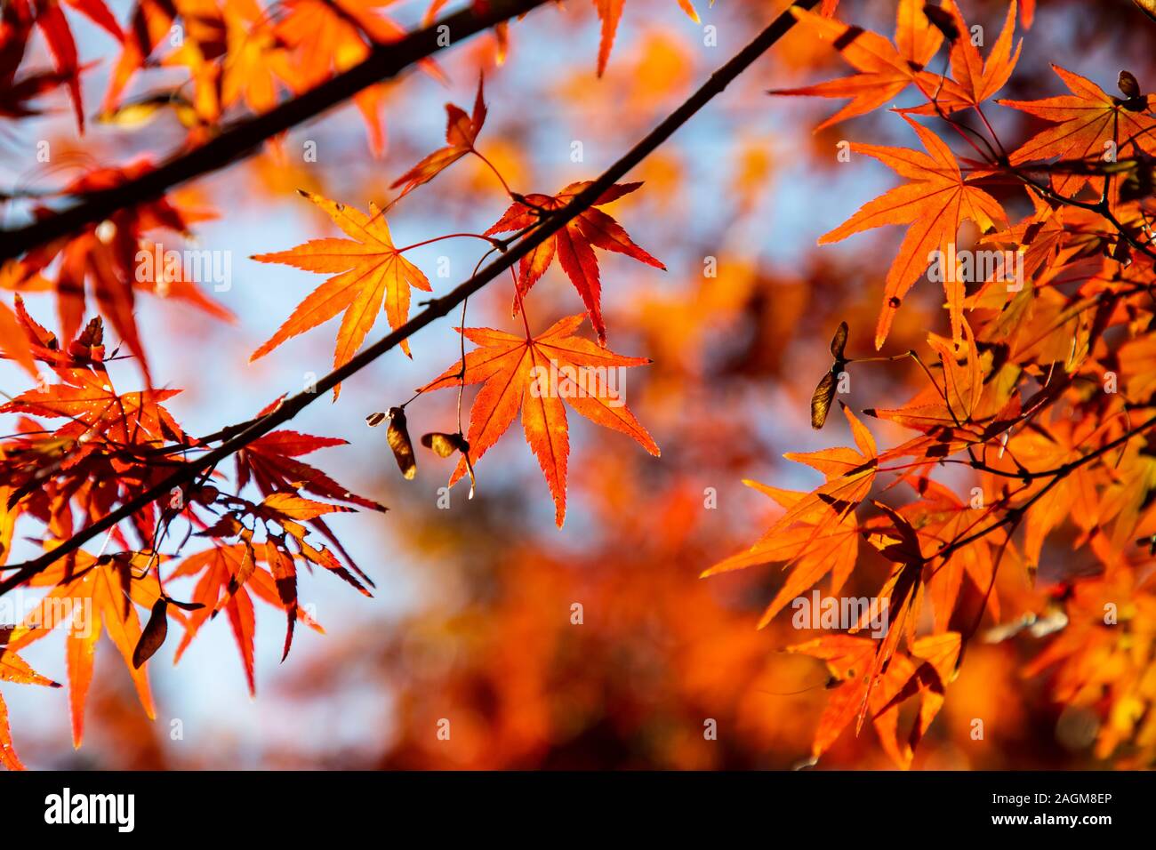Japanese maples hi-res stock photography and images - Alamy
