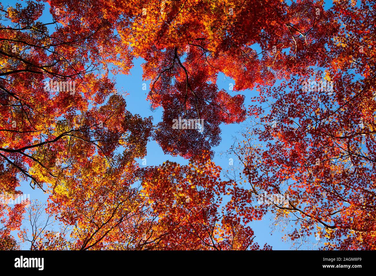 Japanese Maples High Resolution Stock Photography and Images - Alamy